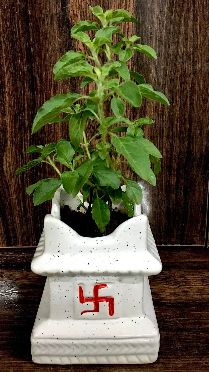 Tips To Grow And Care For Tulsi Plant