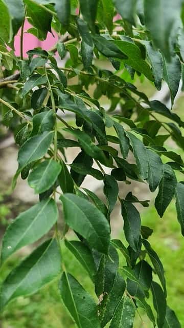 5 Easy Tricks to Make Your Curry Leaf Plant Grow Faster and Healthier