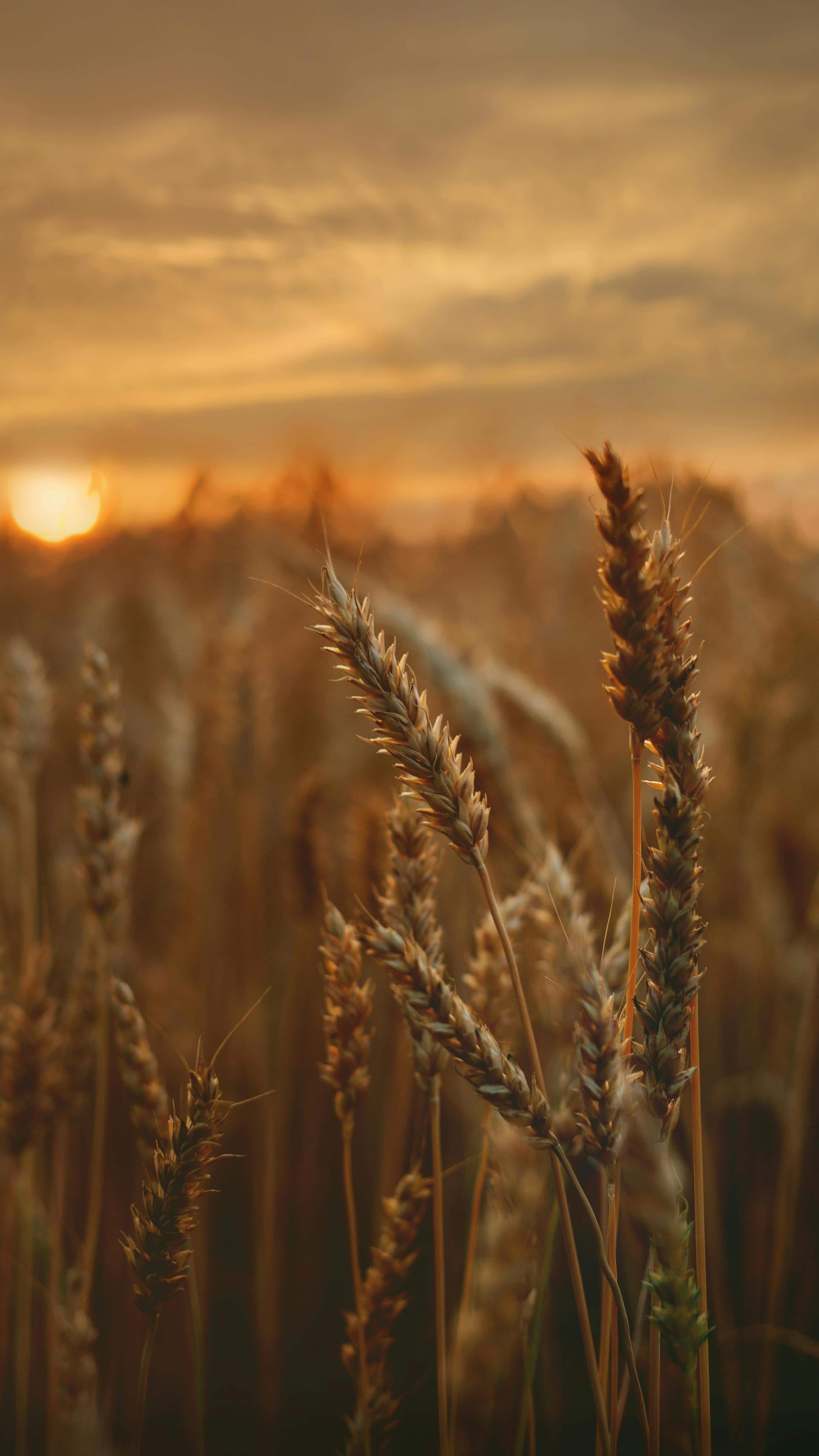 5 Benefits of Drinking Barley Water