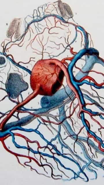 5 Vitamins That Keep Arteries Clean and Unclogged