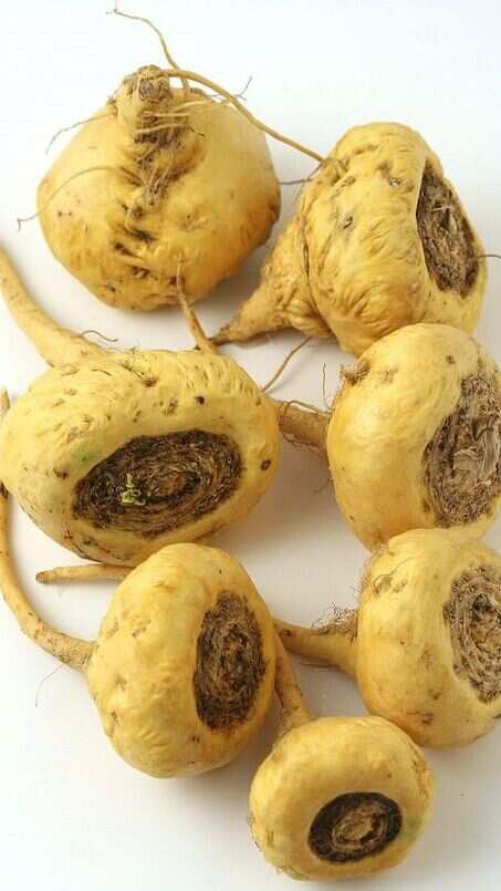 5 Health Benefits Of Maca Root