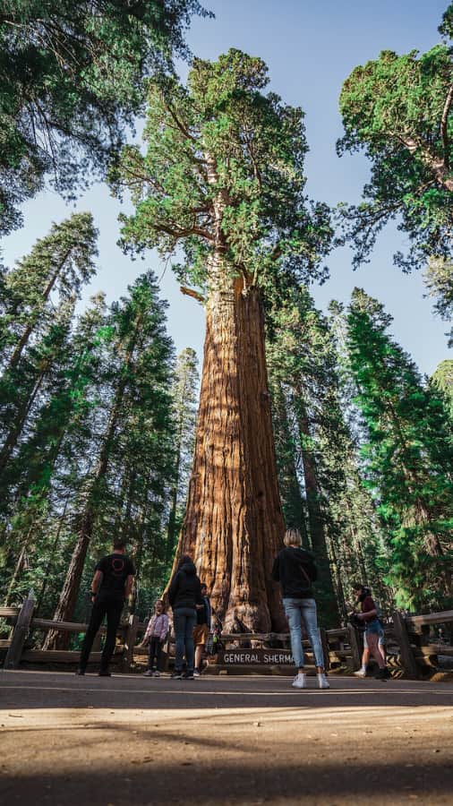 7 Oldest Trees in the World
