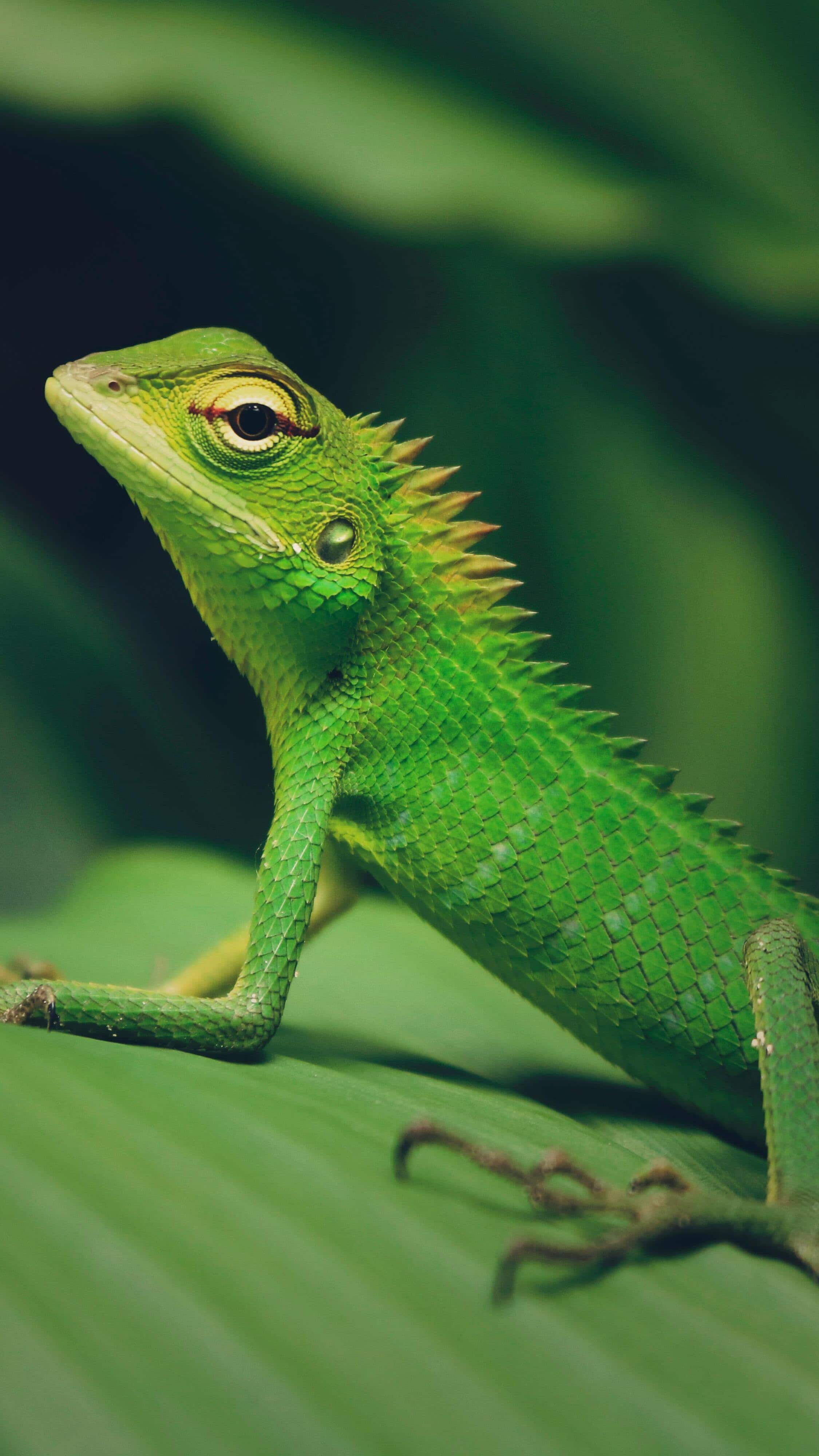 Strange: These 5 Animals Don't Have Red Blood