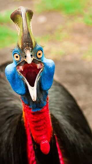 5 Most Dangerous Birds On Earth