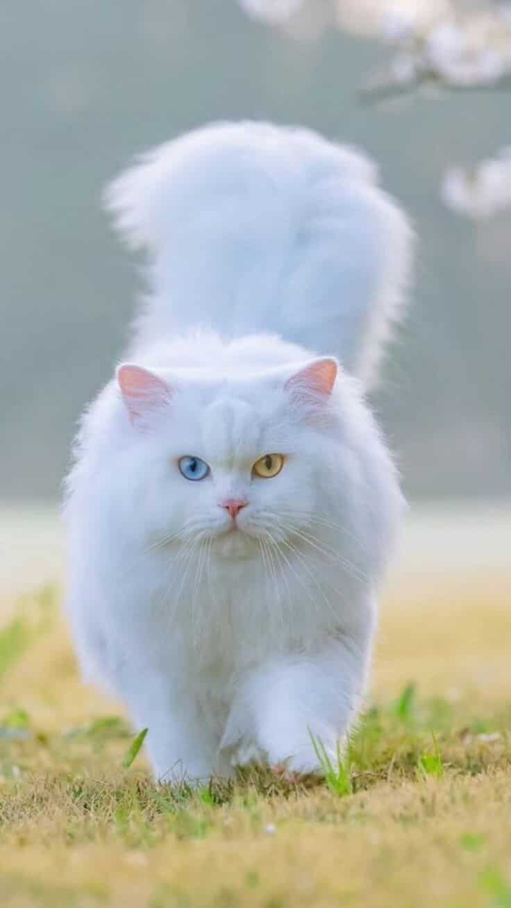 5 Cat Breeds Perfect for the Indian Climate