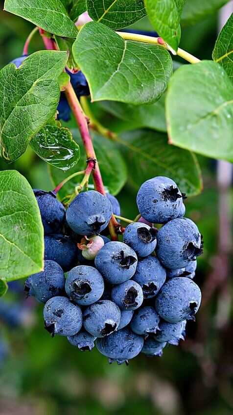 Step-by-Step Guide to Growing Blueberries in Your Home Garden
