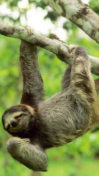 5 Animals Well-Known for Their Calm Behaviour