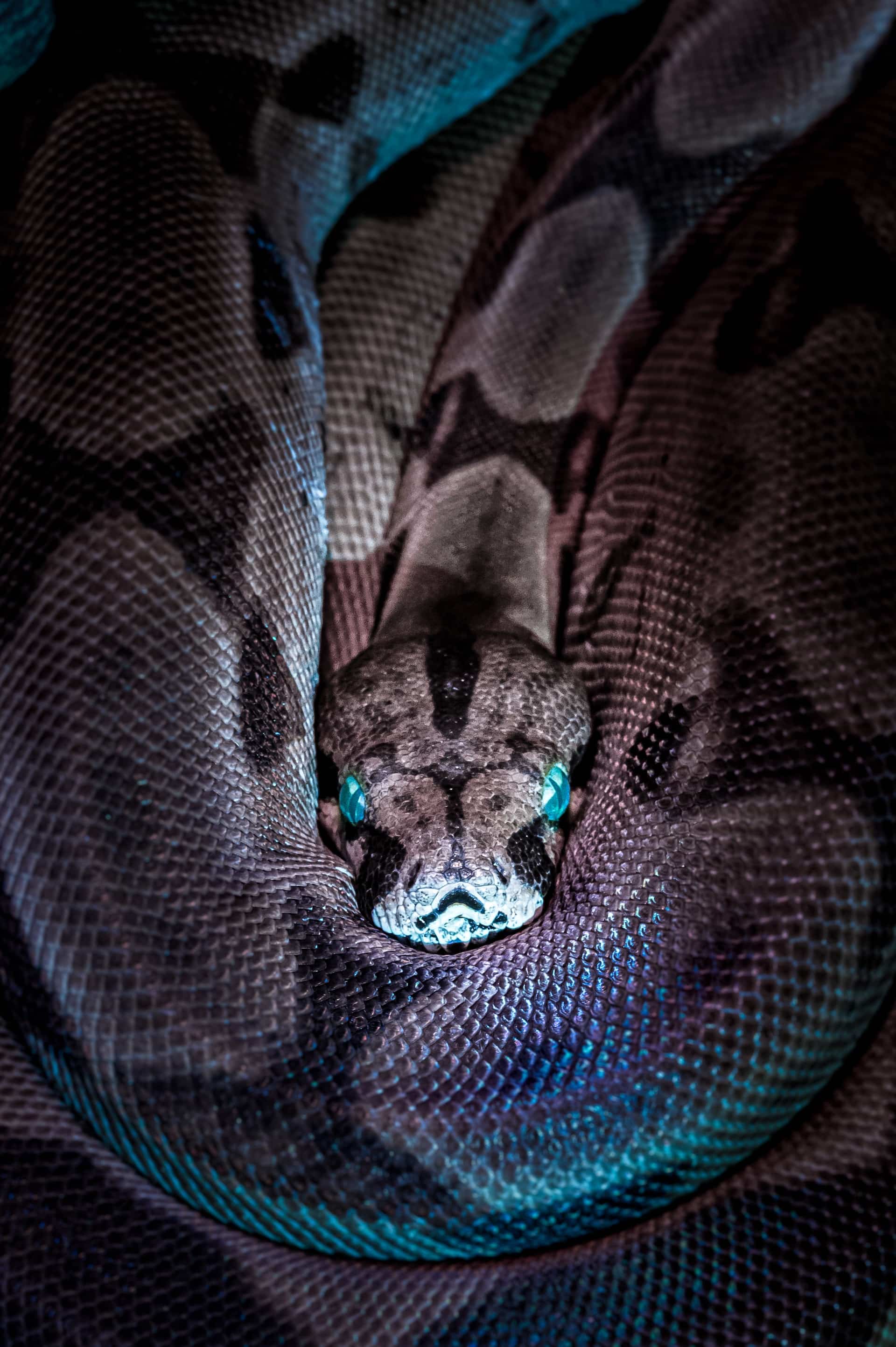 Top 10 Deadliest Snakes in the World