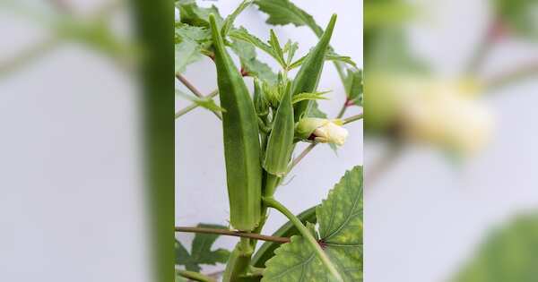 5 Steps to Grow Lady Finger (Bhindi) in Your Garden