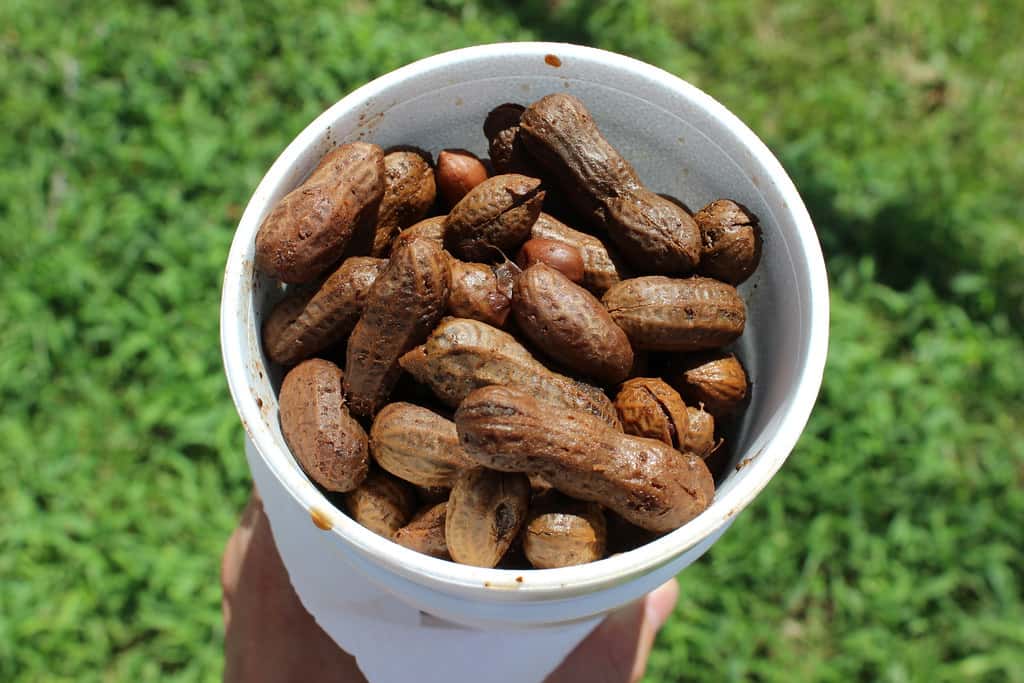 5 Health Benefits Of Boiled Groundnuts