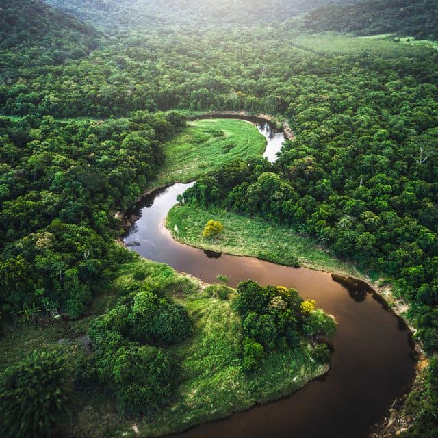 5 Biggest Creatures in Amazon Rainforest