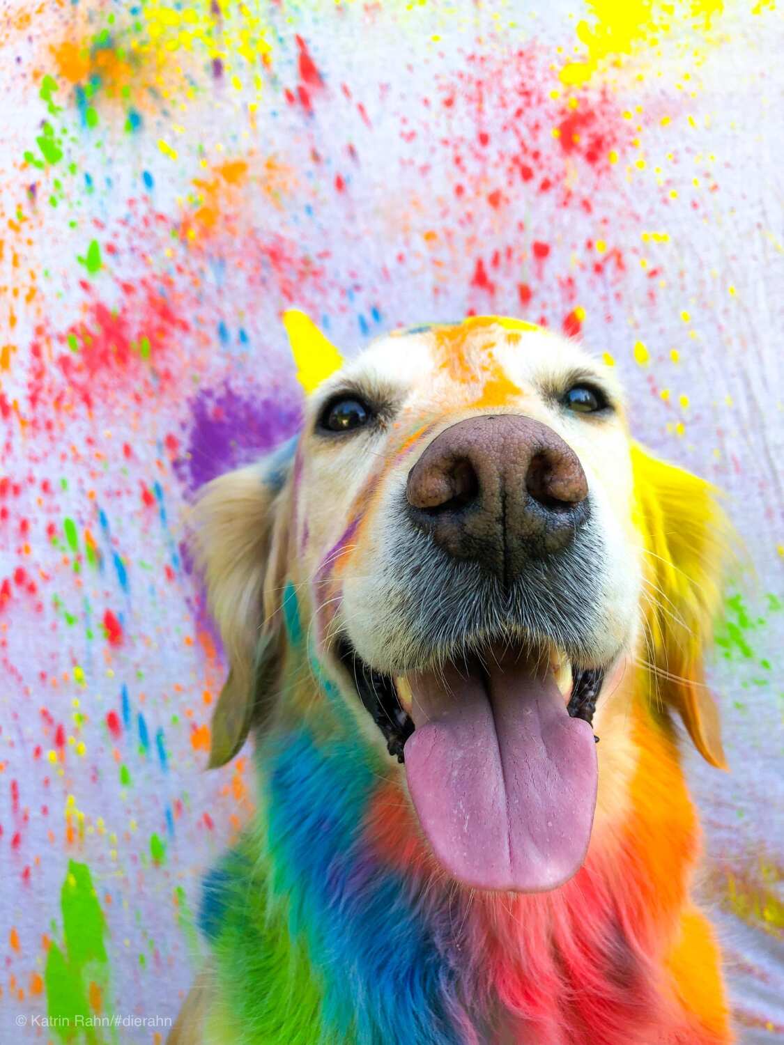 7 Ways to Make Holi Pet-friendly