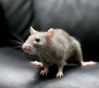 6 Intriguing Facts About Rats