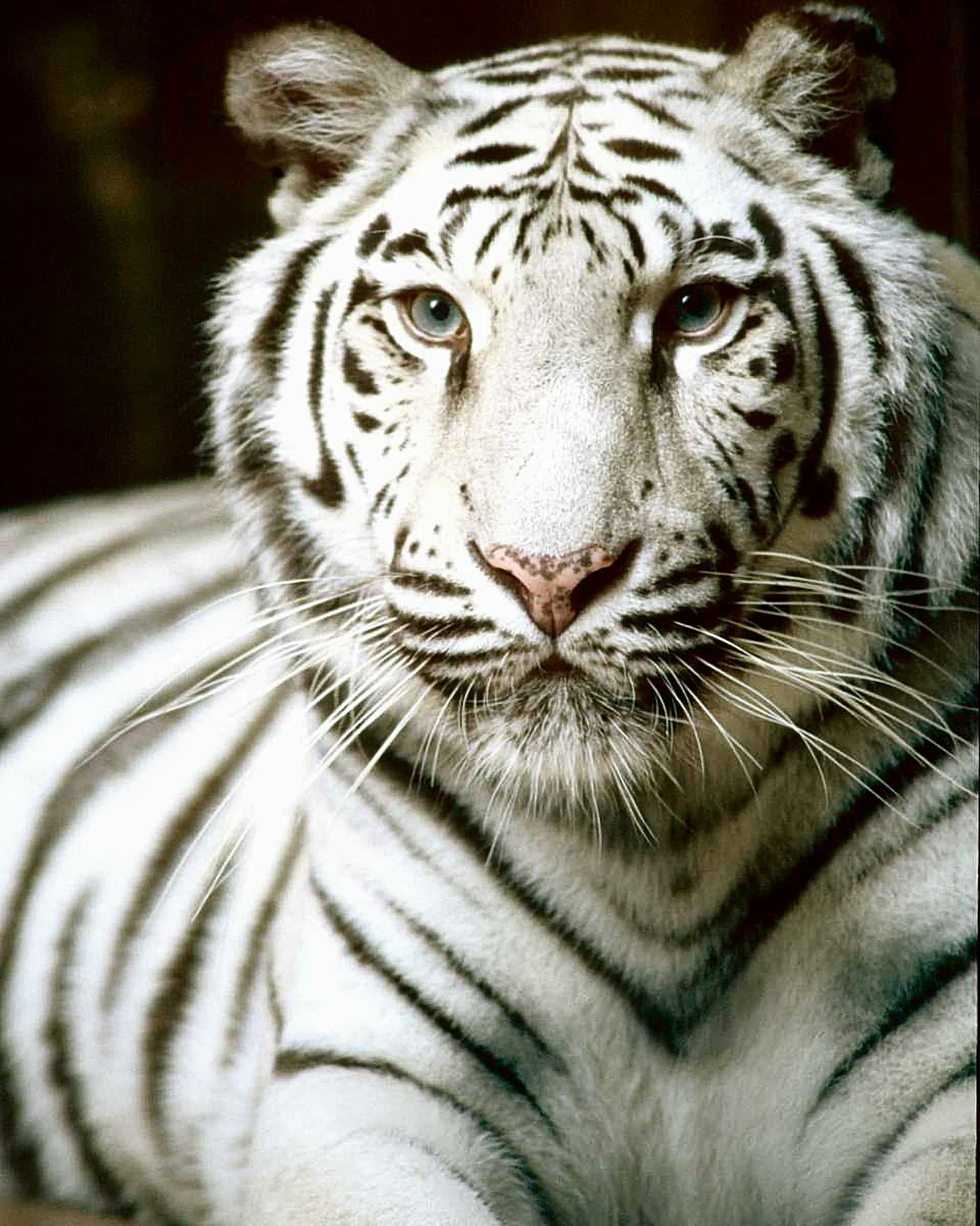 7 Hybrid Animals Humans Created